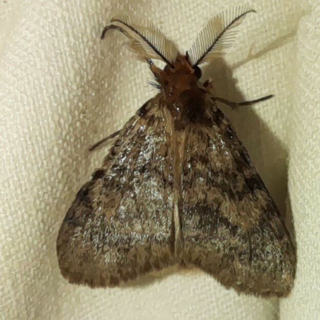 Owlet Moths and Allies from Erongo Region, Namibia on October 30, 2022 ...