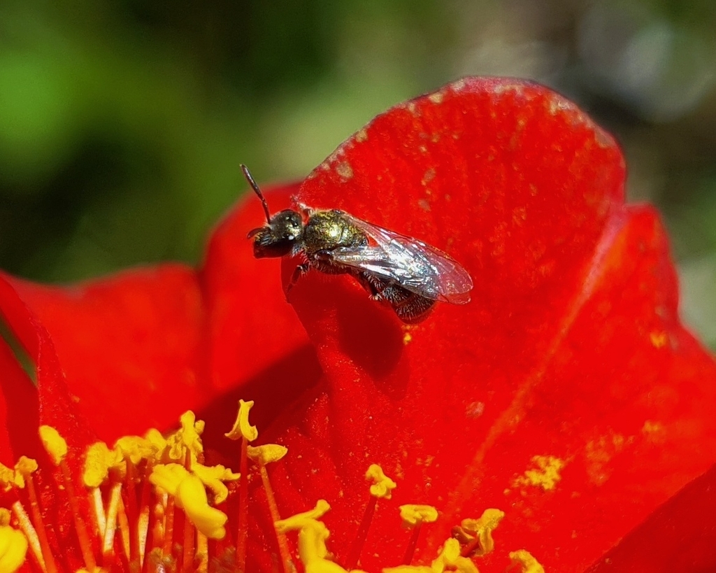 Metallic Sweat Bees from Temuco, Araucanía, Chile on October 31, 2022 ...