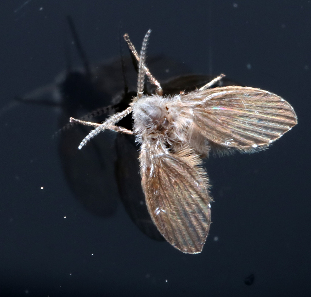 Bathroom Moth Fly in October 2022 by juliegraham173 · iNaturalist