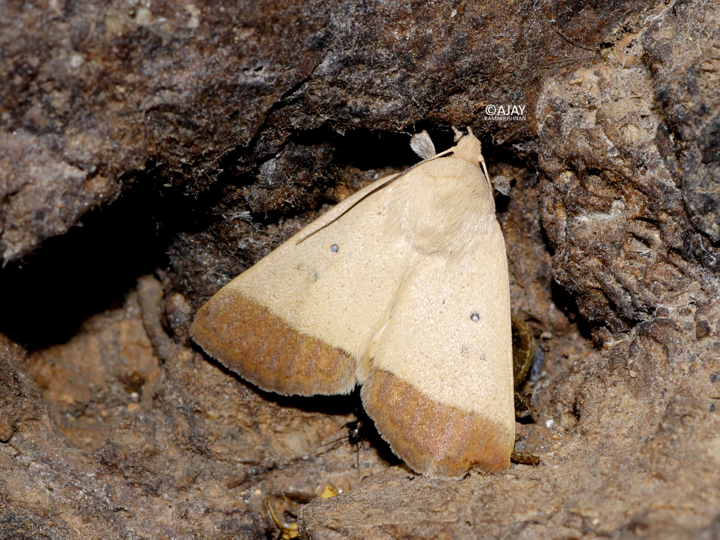 Bocula from Yeoor Hills, Thane West, Thane, Maharashtra, India on April ...