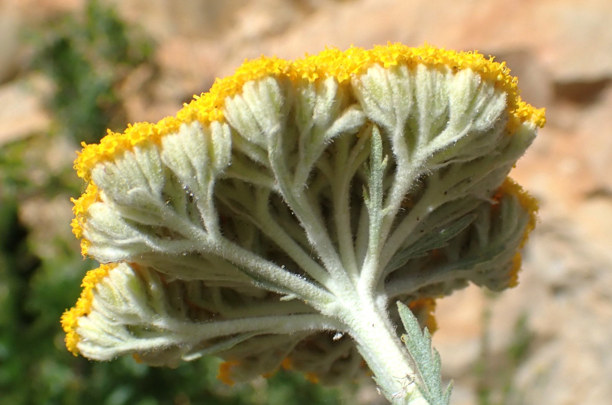 Athanasia pinnata L.fil.