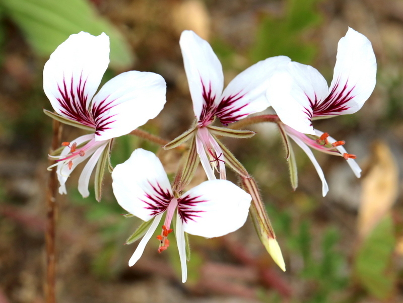 Long Butterfly Storksbill from Kruismans Bay, Birkenhead, South Africa ...
