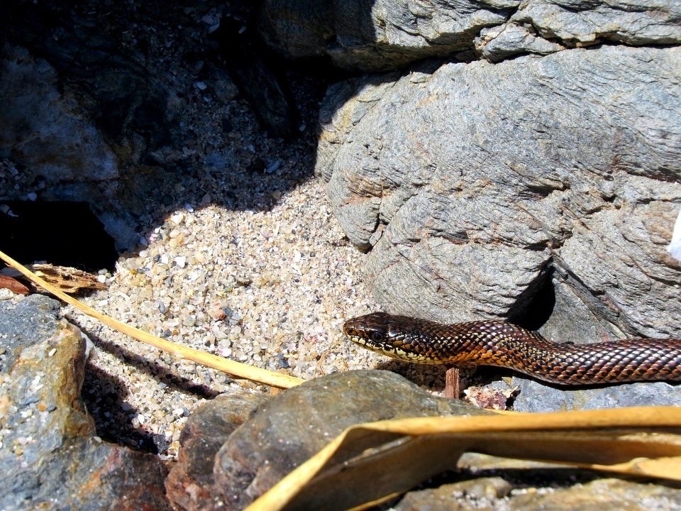 Chilean Green Racer from Punta Lilemo, Biobío, CL on November 1, 2022 ...