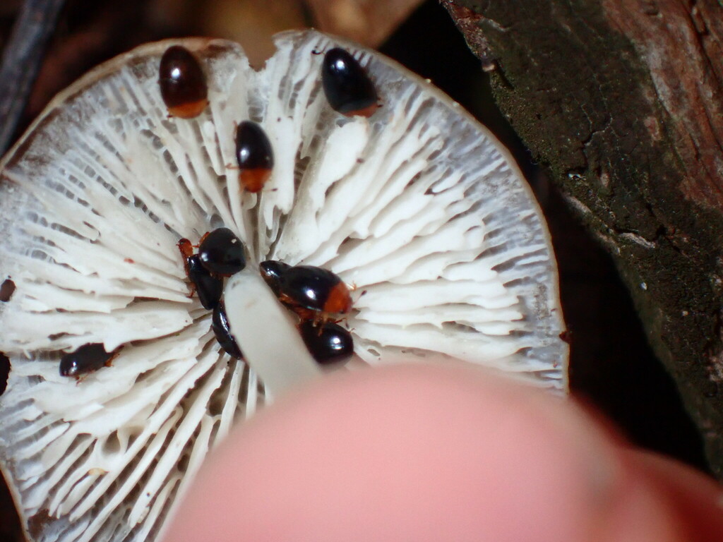 Tritoma biguttata affinis from McDonald County, MO, USA (Mike's Creek ...