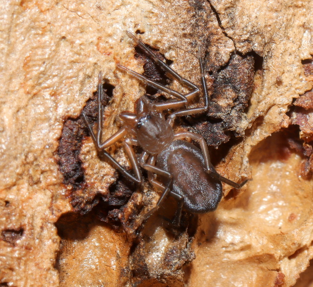 Southern African Scorpion Spiders from Riebeeck West, 7306, South ...