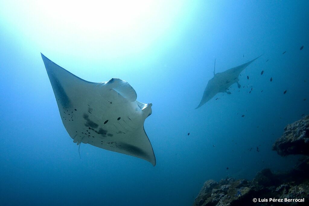 Reef Manta Ray (Heron Island Fish) · iNaturalist