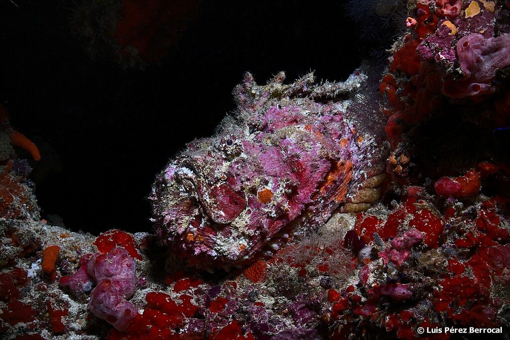 Reef Stonefish (Synanceia verrucosa) - Marine Life Identification