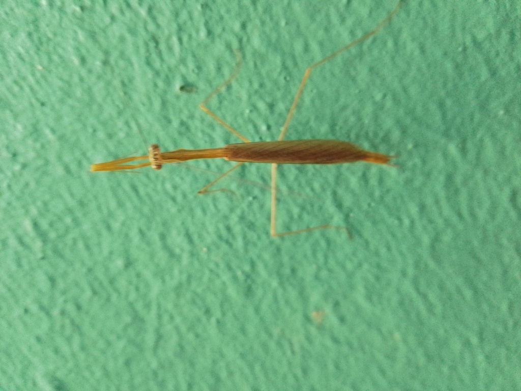 Musonia remota from Villa Hermosa, República Dominicana on November 1 ...