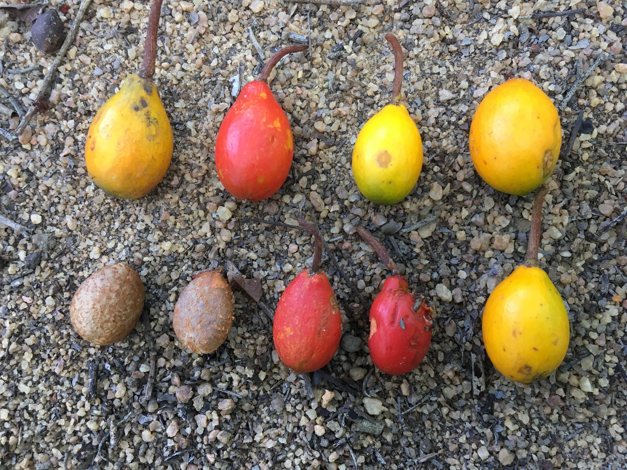 Clarisia racemosa Ruiz & Pav.