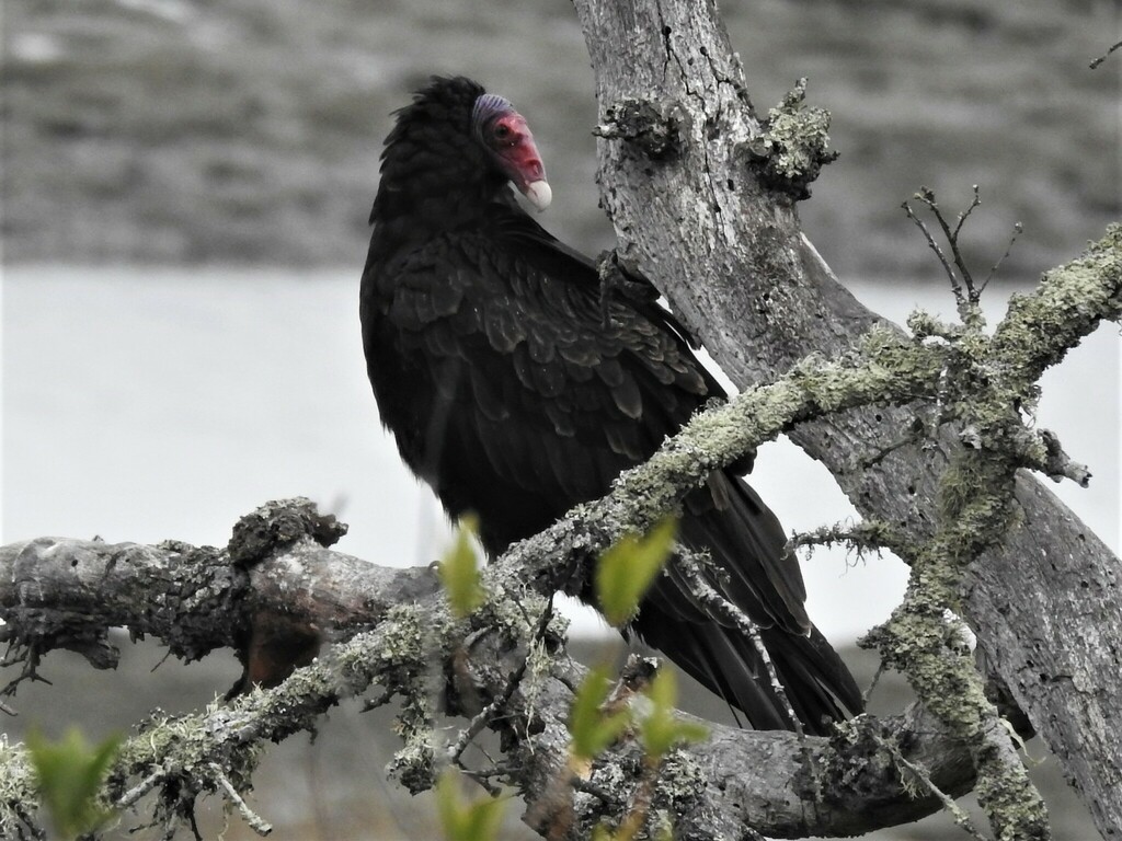Turkey Vulture from Bahia, Novato, CA 94945, USA on October 31, 2022 at ...