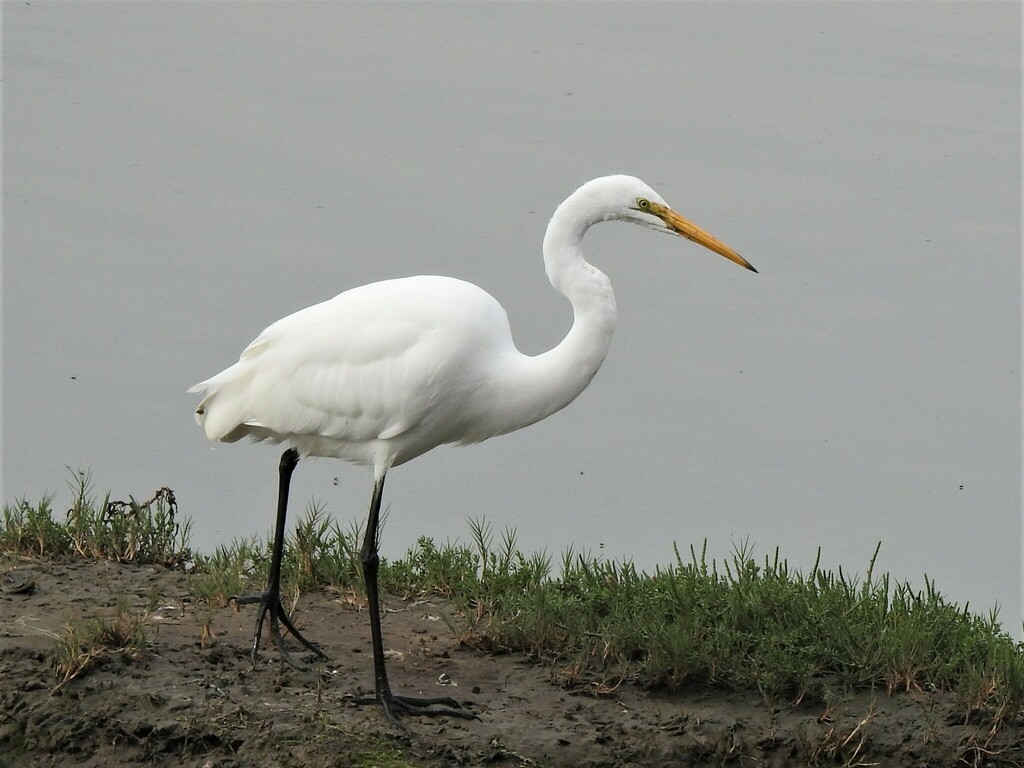 Great Egret from Bahia, Novato, CA 94945, USA on October 31, 2022 at 11 ...
