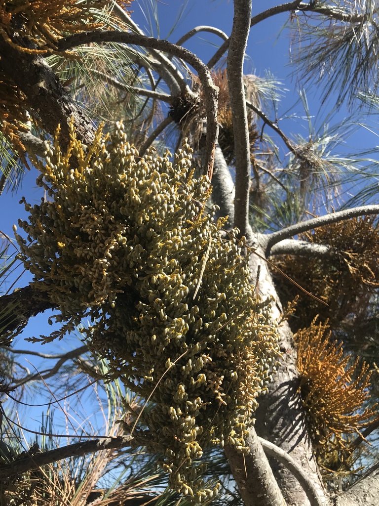 Western Dwarf-Mistletoe from Mount Diablo State Park, Clayton, CA, US ...