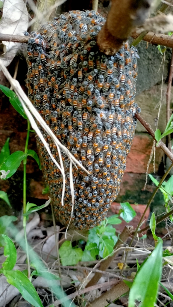 Red Dwarf-Honey bee from XR8F+73H, Uttar Pradesh 223224, India on ...