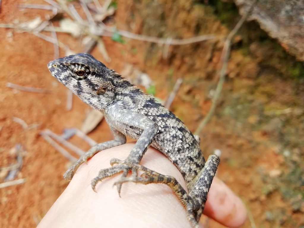 Calotes wangi wangi from Chongzuo, CN-GX, CN on April 05, 2019 at 01:53 ...