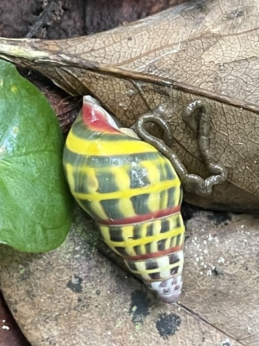 Amphidromus columellaris · iNaturalist