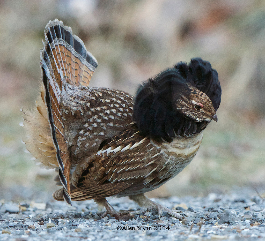 Ruffed Grouse from Highland County, VA, USA on December 26, 2014 at 11: ...