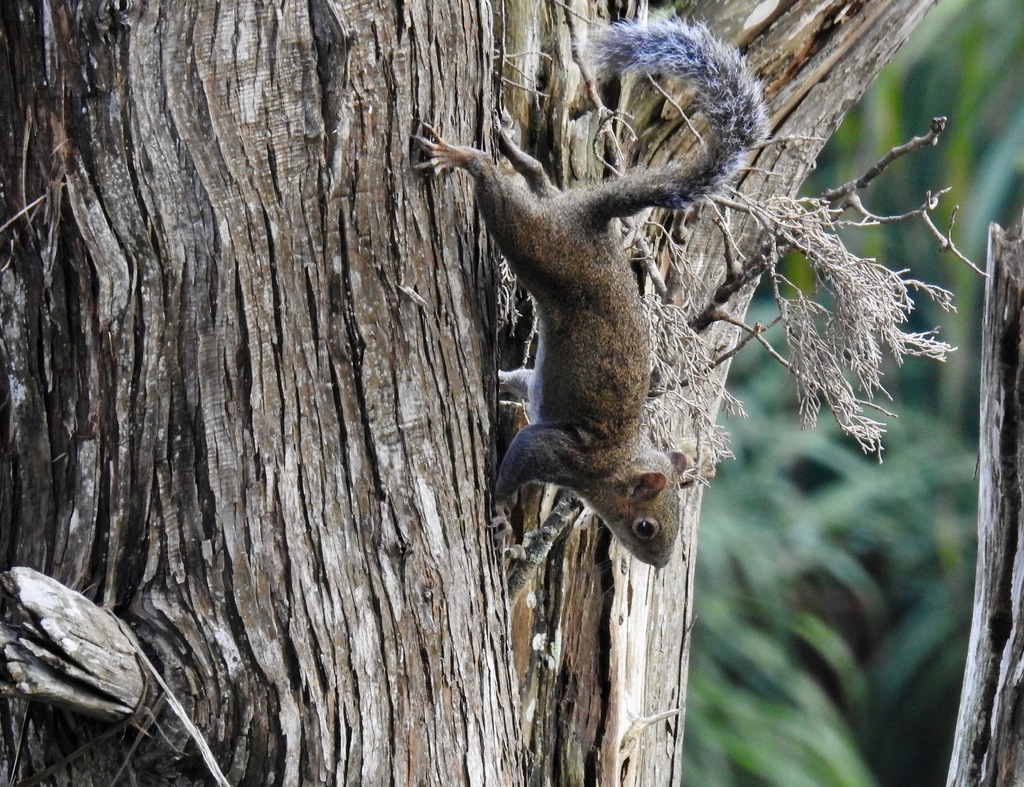 Deppe's Squirrel from Santa Catarina Pinula, Guatemala on September 1 ...