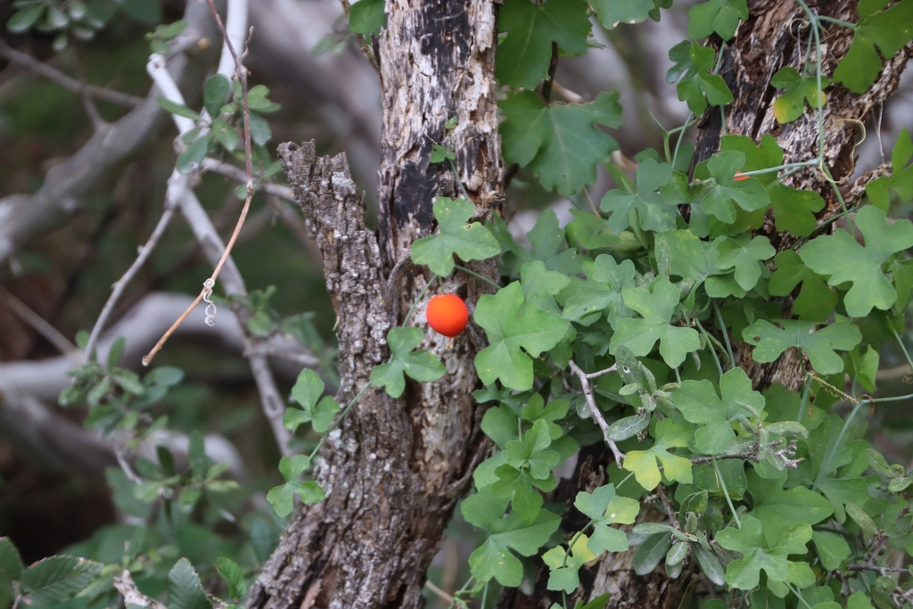 snake apple from Bexar, Texas, United States on November 2, 2022 at 10: ...