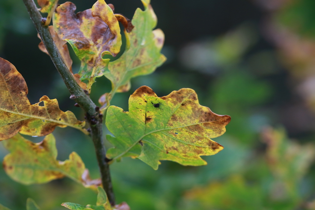 English oak from Wince Book NR, Middleton, Greater Manchester, UK on ...