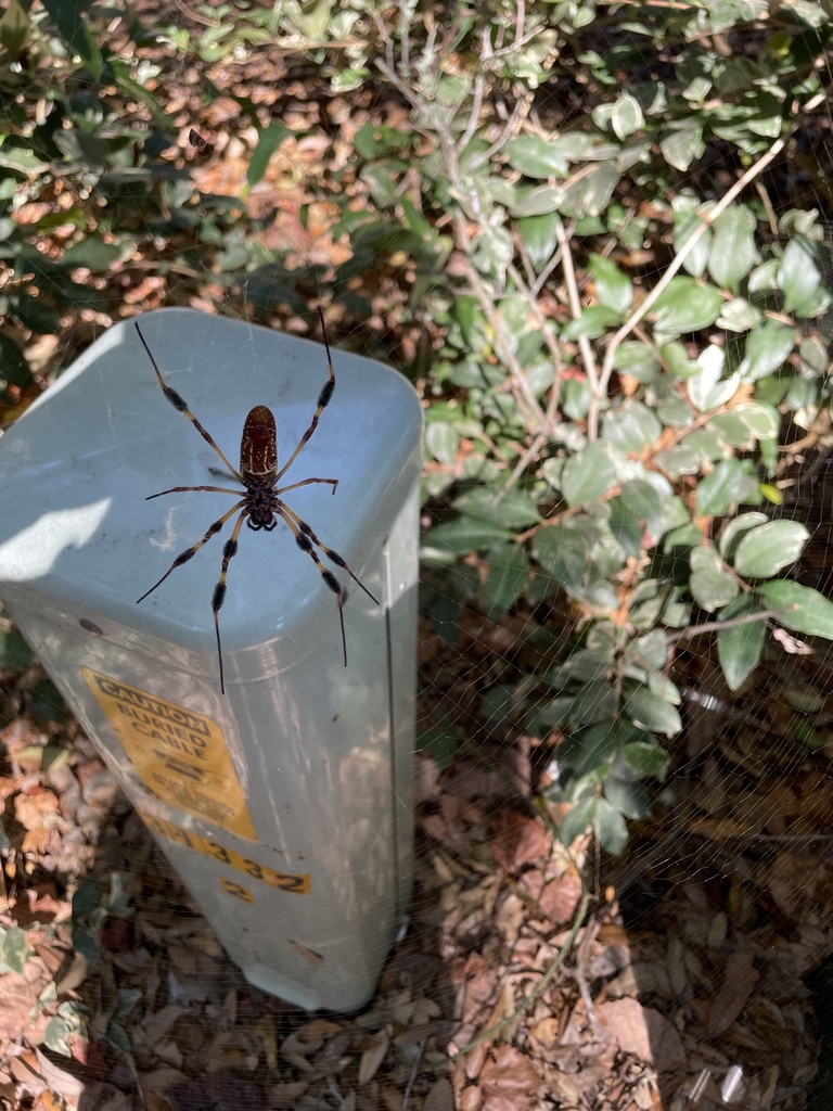 Golden Silk Spider from Hilton Head Island, Hilton Head Island, SC, US ...