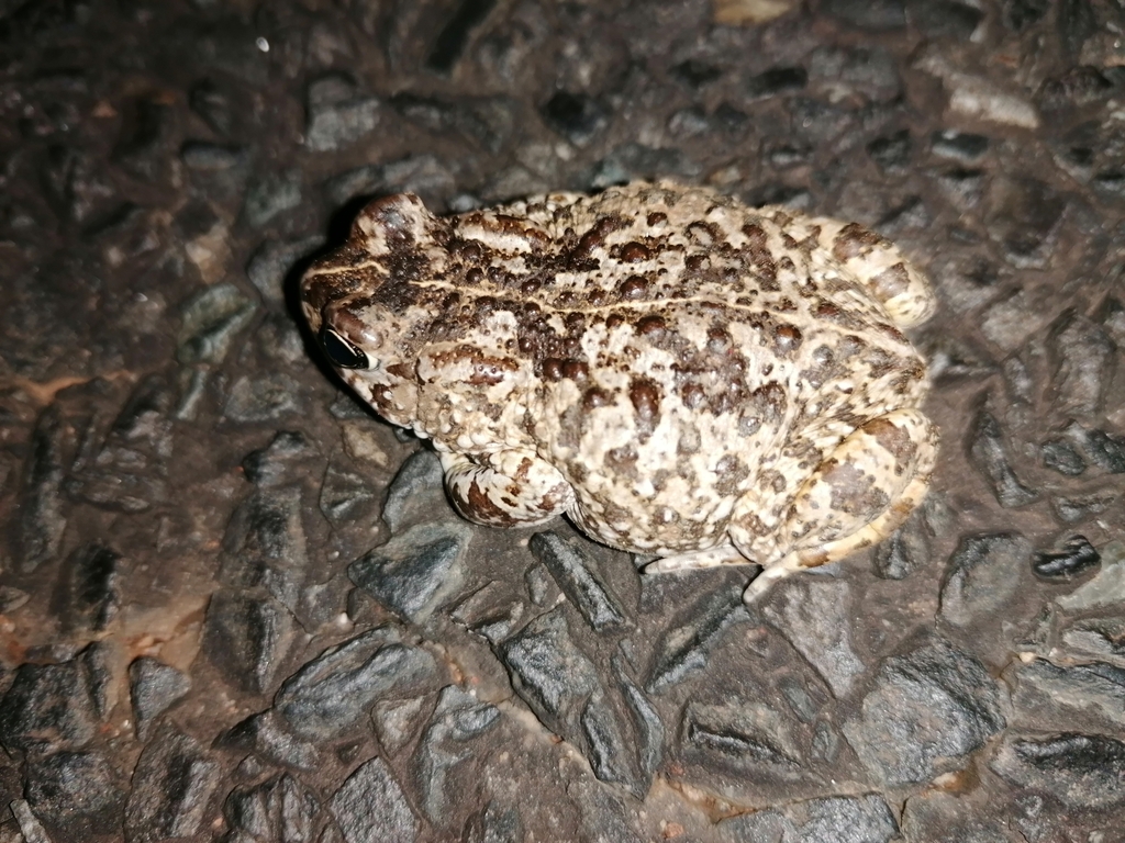 Sand Toad from Cape Peninsula, Cape Town, South Africa on November 02 ...