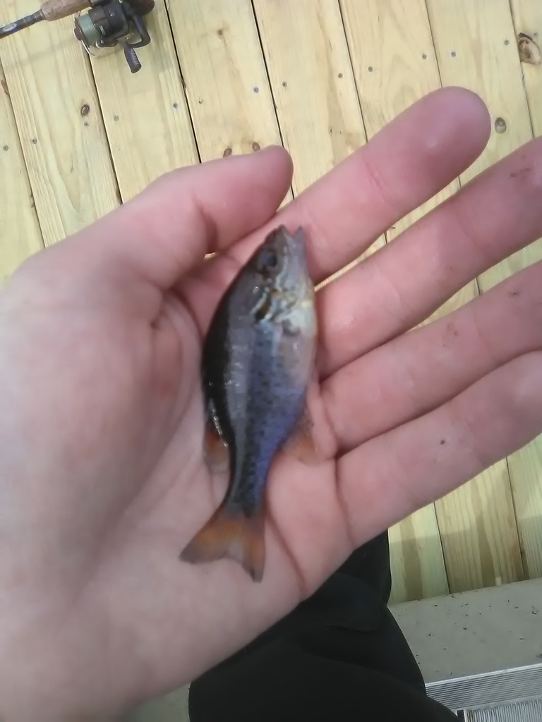 Redbreast Sunfish from Wakulla County, FL, USA on March 17, 2019 at 02: ...