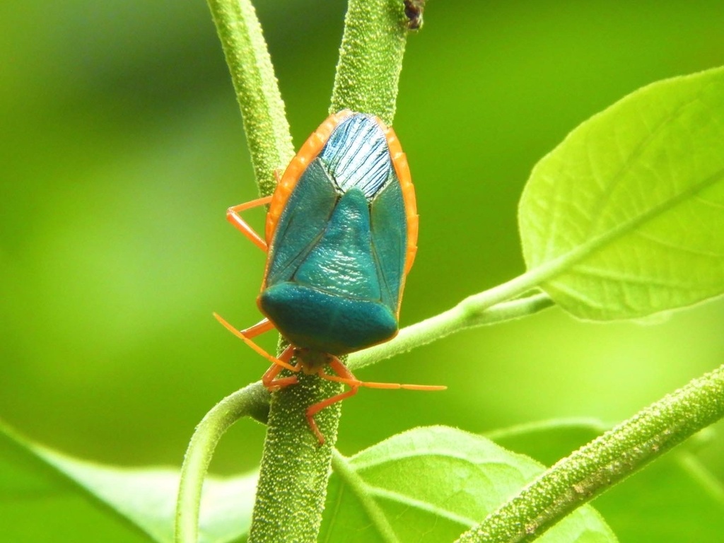 Red-bordered Stink Bug from Isla Cozumel, Cozumel, Quintana Roo, MX on ...