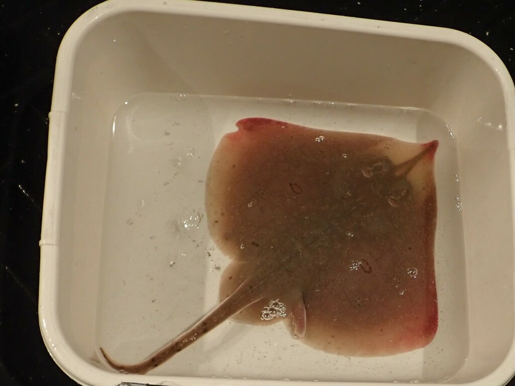 California Skate (Caliraja inornata) - Marine Life Identification