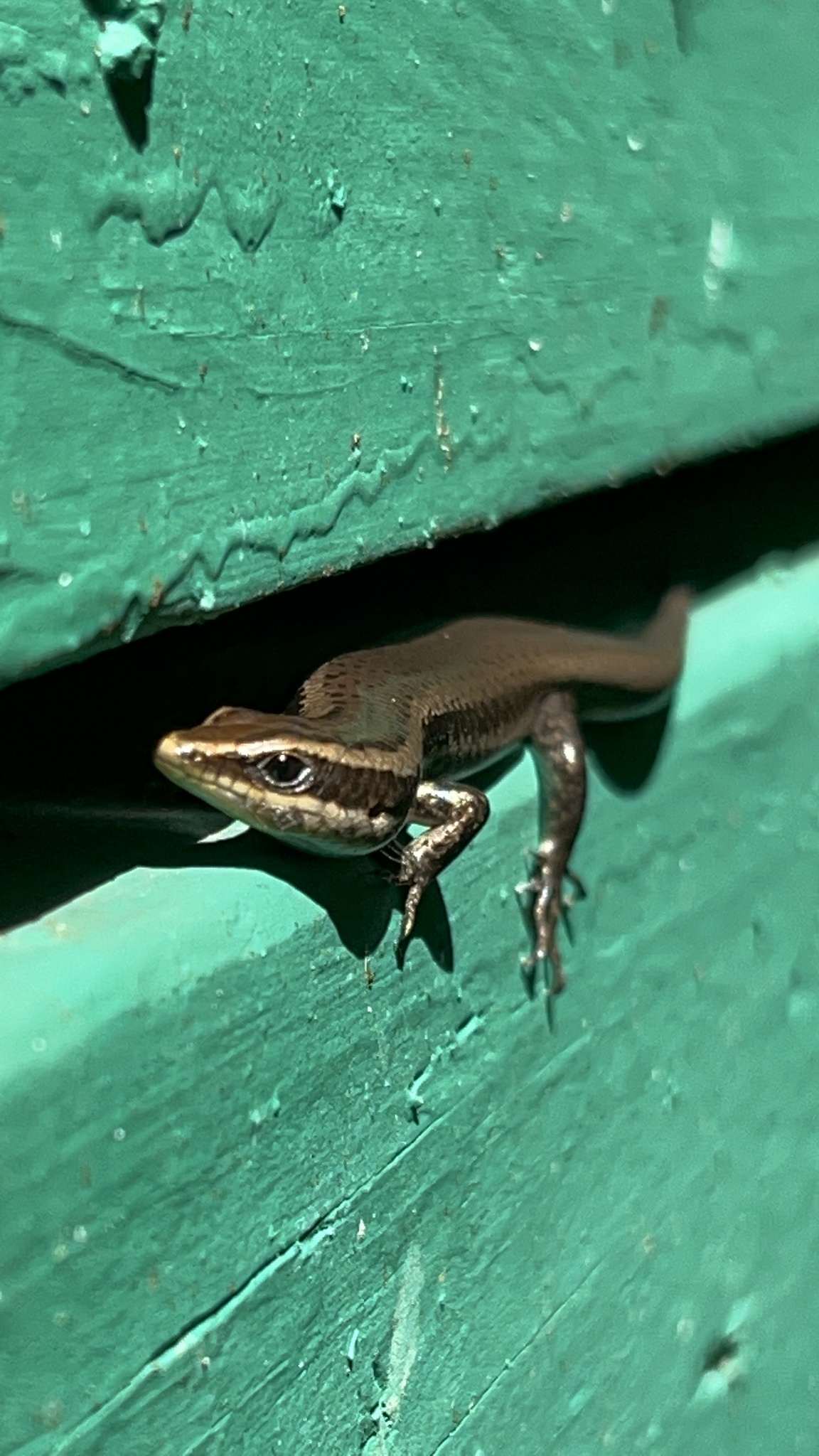 Spondylurus Fitzinger, 1826
