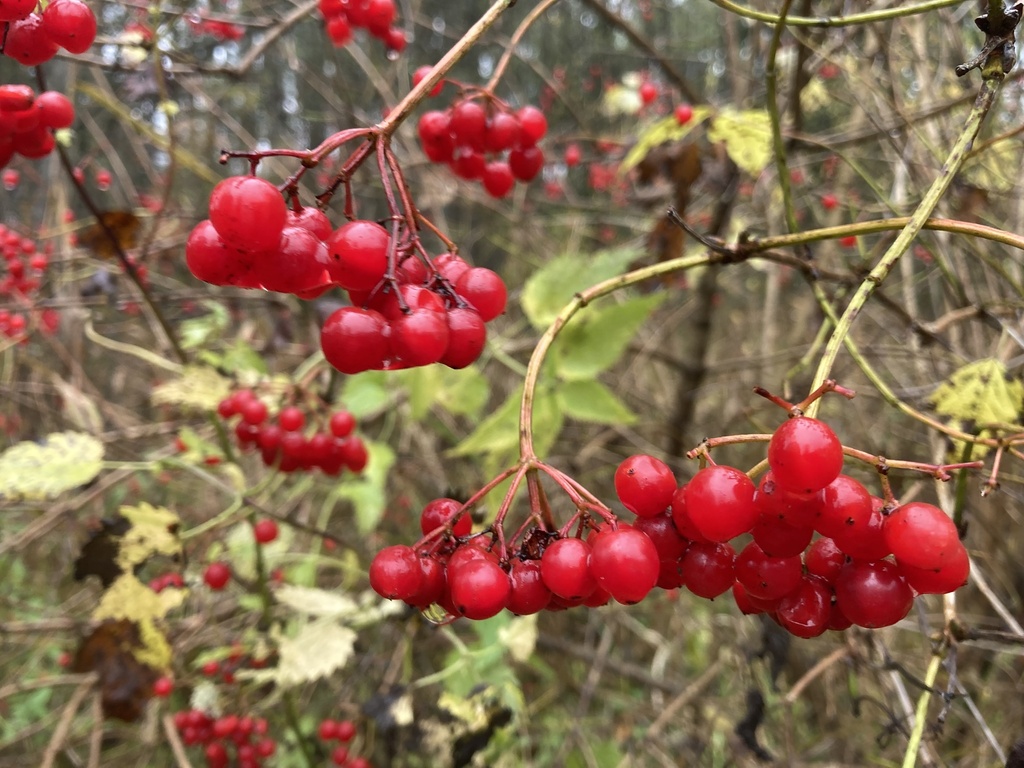 guelder-rose from Paskarlupiai, Marijampolės apskritis, LT on November ...