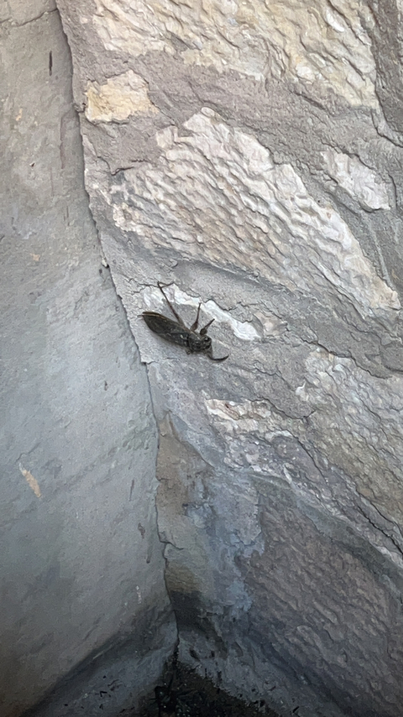 Lethocerus from San Antonio on November 2, 2022 at 02:11 PM by taytoes ...