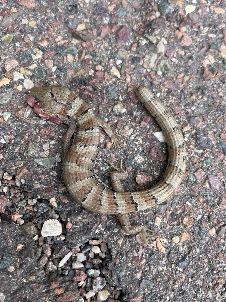 Arizona Alligator Lizard from Tonto National Forest, Rio Verde, AZ, US ...