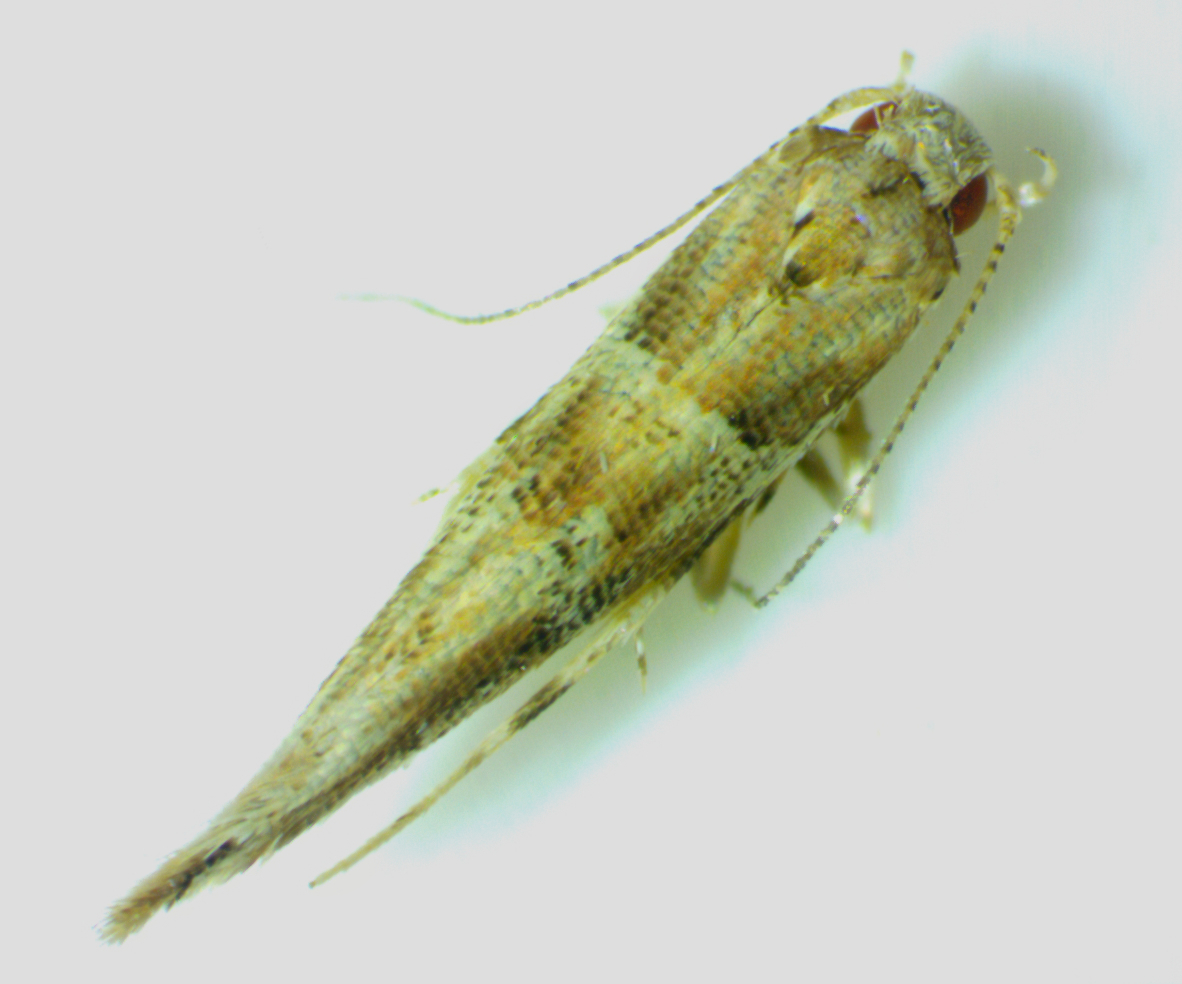 Anatrachyntis rileyi (Walsingham, 1882)