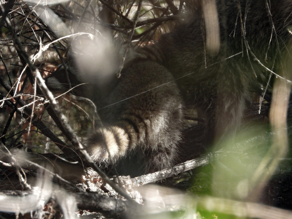 Common Raccoon from Riverside County, CA, USA on November 01, 2022 at ...