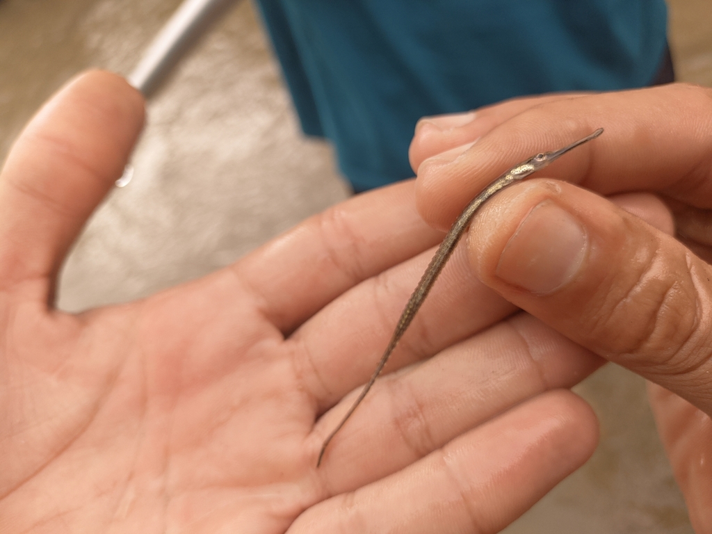 Opossum Pipefish (Microphis lineatus) - Marine Life Identification