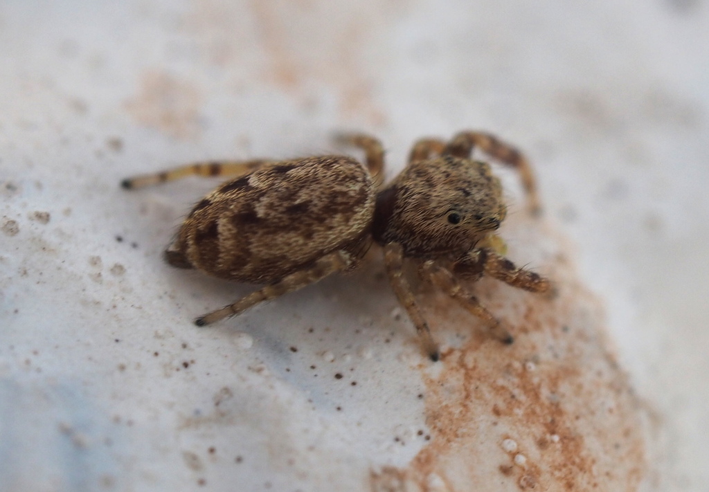Common White-cheeked Jumping Spider from Pawnee County, OK, USA on ...