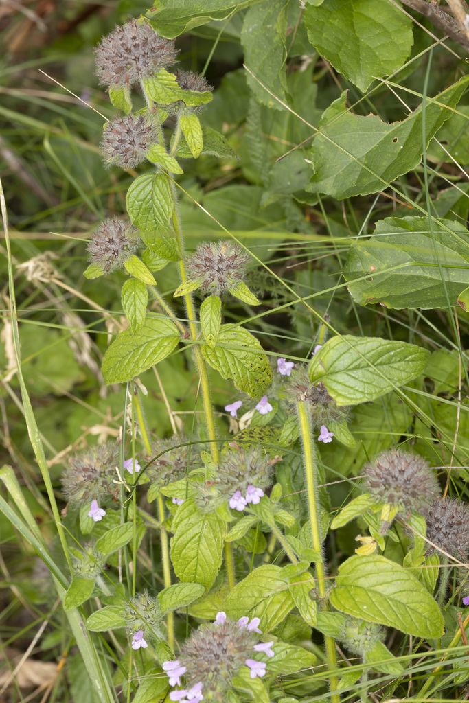Wild Basil from Rockland County, NY, USA on August 5, 2022 at 08:23 AM ...