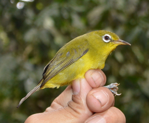 Meratus White-Eye (Zosterops meratusensis) · iNaturalist