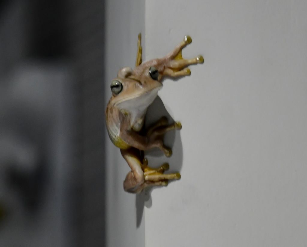 Blacksmith Tree Frog from Rua Vereda do Sul, 204, Nova Lima - MG ...
