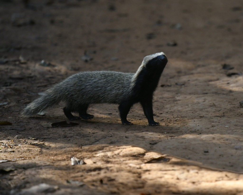 Lesser Grison from Rua Vereda do Sul, 204, Nova Lima - MG, Brasil on ...