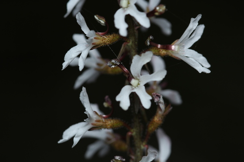 Fleshy-leaved Triggerplant (Stylidium carnosum) · iNaturalist