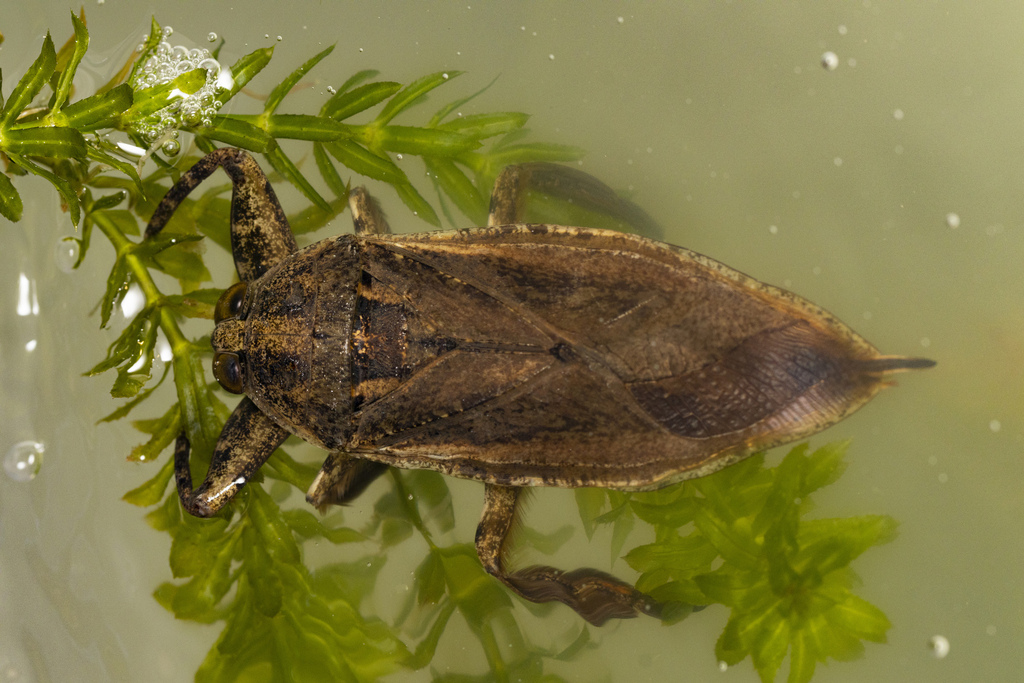 Lethocerus annulipes from Miramar, 24000, Dominican Republic on October ...
