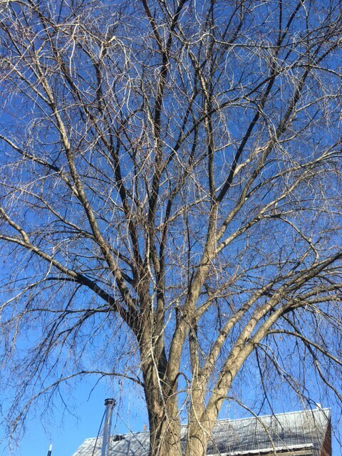 American elm in November 2022 by imichaud · iNaturalist