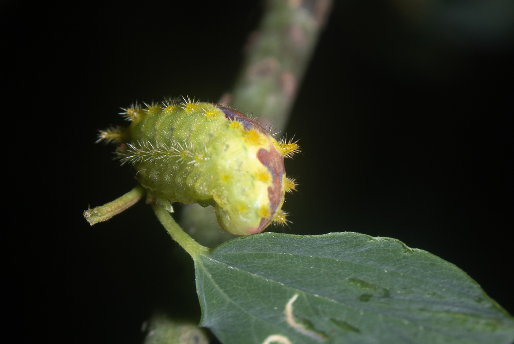 Euclea obliqua from Coconino County, AZ, USA on October 13, 2022 at 05: ...