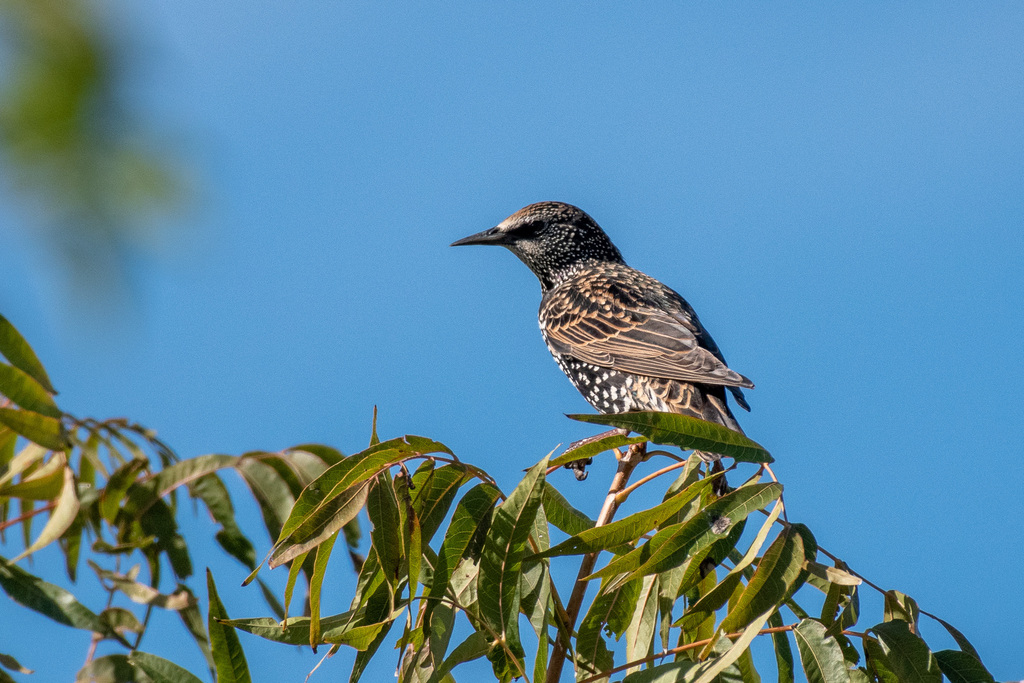 European Starling from Arlington, TX 76006 on October 31, 2022 at 01:22 ...