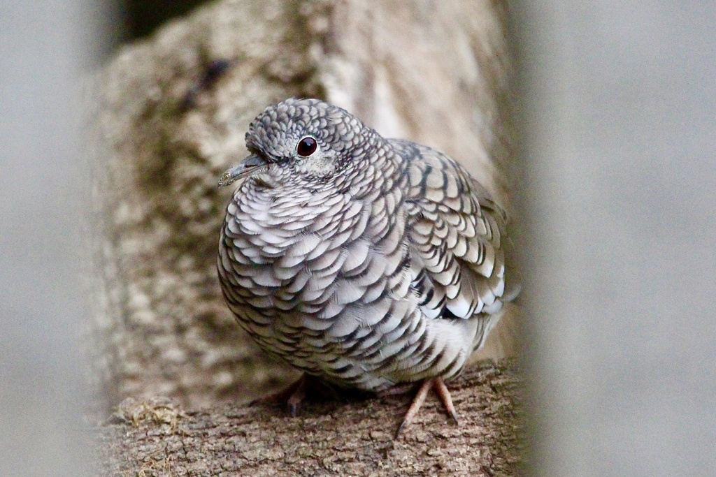 Scaled Dove from Piên, PR, BR on November 2, 2022 at 01:30 AM by ...