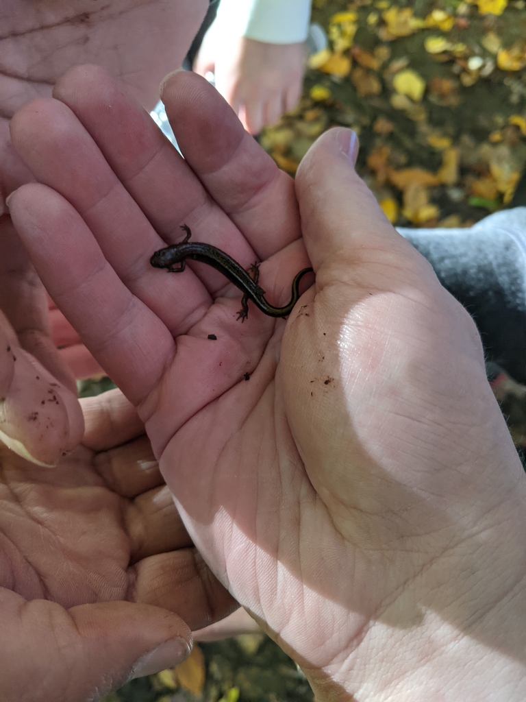 Northern Two-lined Salamander from Plandome Manor, NY, USA on October ...