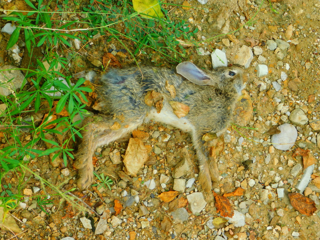 Mexican Cottontail from San Juan Bautista Cuicatlán, Oax., México on ...