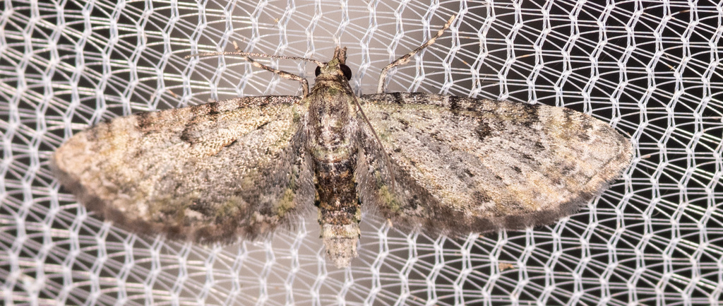 Common Eupithecia Moth from Washington County, MD, USA on November 1 ...