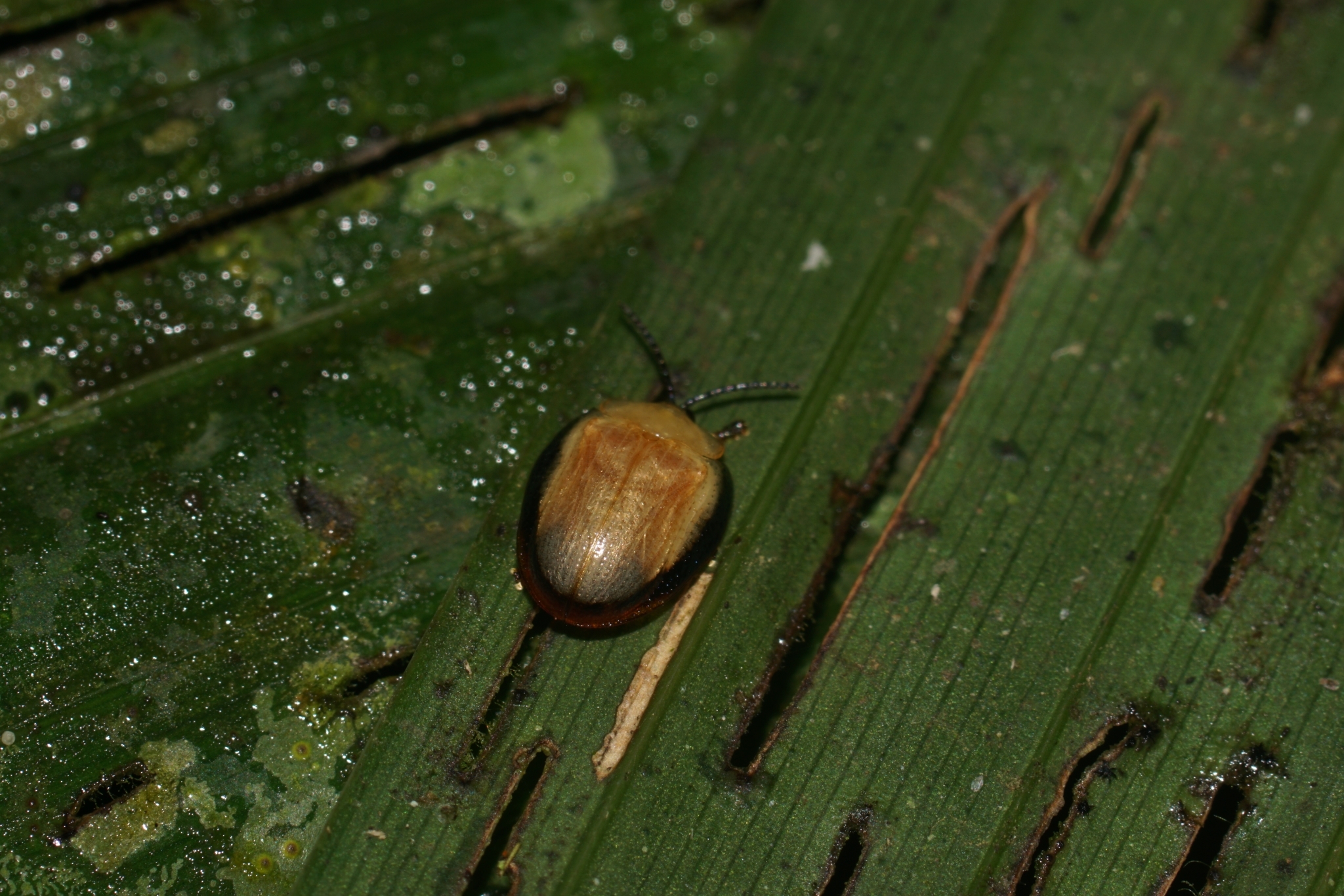 Calyptocephala marginipennis Boheman, 1850